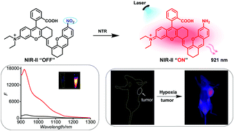 Sensitive imaging of tumors using a nitroreductase-activated fluorescence probe in the NIR-II ...