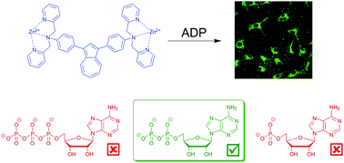 Azulene-based fluorescent chemosensor for adenosine diphosphate ...