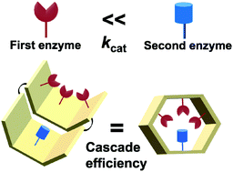 Conditional dependence of enzyme cascade reaction efficiency on the ...