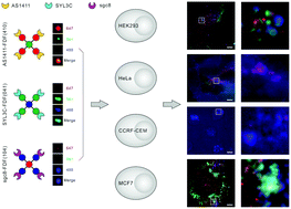 Cell imaging with multi-color DNA framework probes - Chemical Communications (RSC Publishing)