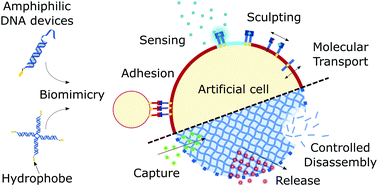 Amphiphilic DNA nanostructures for bottom-up synthetic biology ...