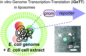 Transcription–translation of the Escherichia coli genome within ...