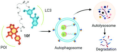 Developing potent LC3-targeting AUTAC tools for protein degradation ...