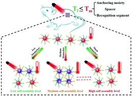 Reversible assembly–disassembly of plasmonic spherical nucleic acids ...