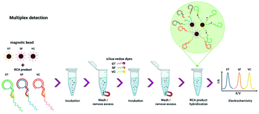 Ultrasensitive pathogen detection with a rolling circle amplification-empowered multiplex ...