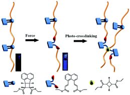 Force-induced strengthening of a mechanochromic polymer based on a ...