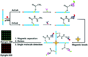 P300 Histone Acetylation