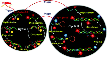 A self-quenching fluorescence probe-mediated exponential isothermal ...