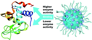 Molecular recognition of enzymes and modulation of enzymatic activity ...