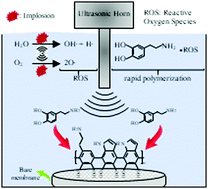Ultrasound-assisted dopamine polymerization: rapid and oxidizing agent ...
