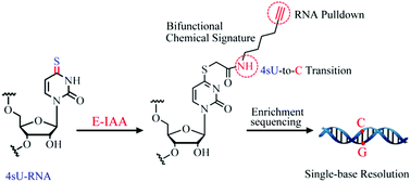 A bifunctional chemical signature enabling RNA 4-thiouridine enrichment ...