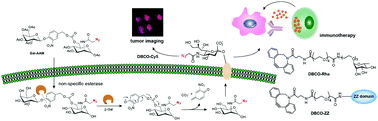 β-Galactosidase-dependent metabolic glycoengineering of tumor cells for ...
