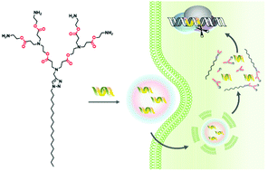 A biodegradable amphiphilic poly(aminoester) dendrimer for safe and ...