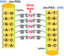 Silver soldering of PNA:DNA duplexes: assembly of a triple duplex from ...