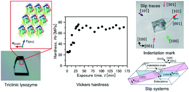 Analysis of slip systems in protein crystals with a triclinic form ...