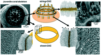 Morphological study of fibrous aragonite in the skeletal framework of a ...