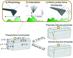 Effect of dehydration pathway on the surface properties of molecular ...