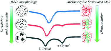 The influence of melt status and beta-nucleation agent distribution on ...
