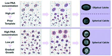 Effect of poly(acrylic acid) on crystallization of calcium carbonate in ...