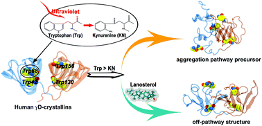 Lanosterol reduces the aggregation propensity of ultraviolet-damaged ...