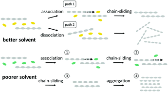 Effects of solvation shell relaxation on chain association mechanisms ...
