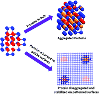 Understanding the role of hydrophobic patches in protein disaggregation ...