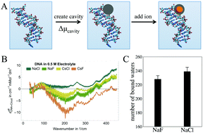 Cation enrichment in the ion atmosphere is promoted by local hydration ...