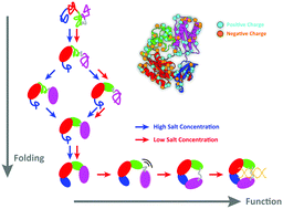 Effects of electrostatic interactions on global folding and local ...