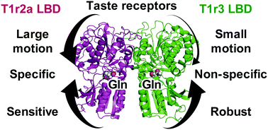 In silico mutational analyses reveal different ligand-binding abilities ...