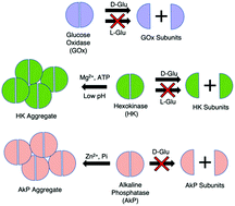 Enzyme aggregation and fragmentation induced by catalysis relevant ...