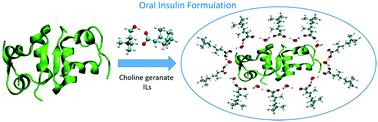 The molecular mechanism behind the stabilization of insulin by choline ...