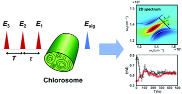 Exciton delocalization length in chlorosomes investigated by lineshape ...