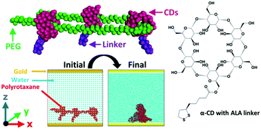 Structural order of water molecules around polyrotaxane including PEG ...