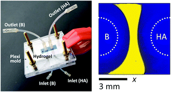 Reaction–diffusion phenomena in antagonistic bipolar diffusion fields ...