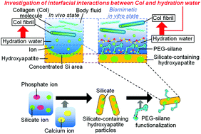 PEG functionalization effect of silicate-containing hydroxyapatite ...