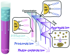 Phase separation mechanism for a unified understanding of dissipative ...