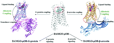 Molecular insights into the allosteric coupling mechanism between an ...