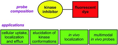 Fluorescent kinase inhibitors as probes in cancer - Chemical Society ...