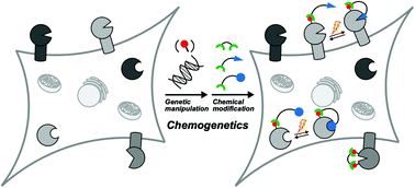 Tethering-based chemogenetic approaches for the modulation of protein ...
