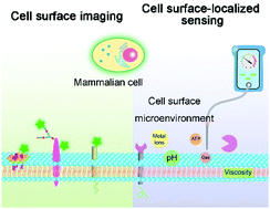 Cell surface-localized imaging and sensing - Chemical Society Reviews ...
