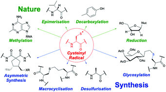 Cysteinyl radicals in chemical synthesis and in nature - Chemical ...