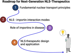 Nuclear localization signal-tagged systems: relevant nuclear import ...