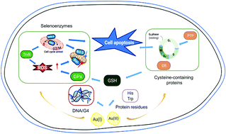 Recent development of gold(i) and gold(iii) complexes as therapeutic ...
