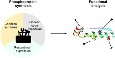 Dissecting the role of protein phosphorylation: a chemical biology ...