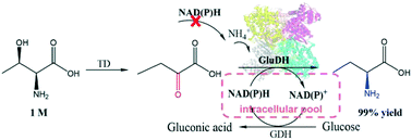 Rational engineering of Acinetobacter tandoii glutamate dehydrogenase ...