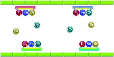 Oxidative addition of cyanogen bromide to C,N-chelated and Lappert's ...