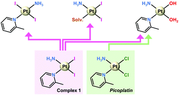 An unexpected in-solution instability of diiodido analogue of ...