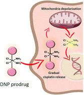 Alternative mechanism of action of the DNP PtIV prodrug: intracellular ...