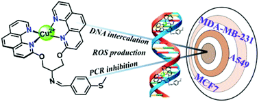 Synergy of DNA intercalation and catalytic activity of a copper complex ...