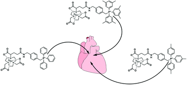 Synthesis and ex vivo biological evaluation of gallium-68 labelled ...